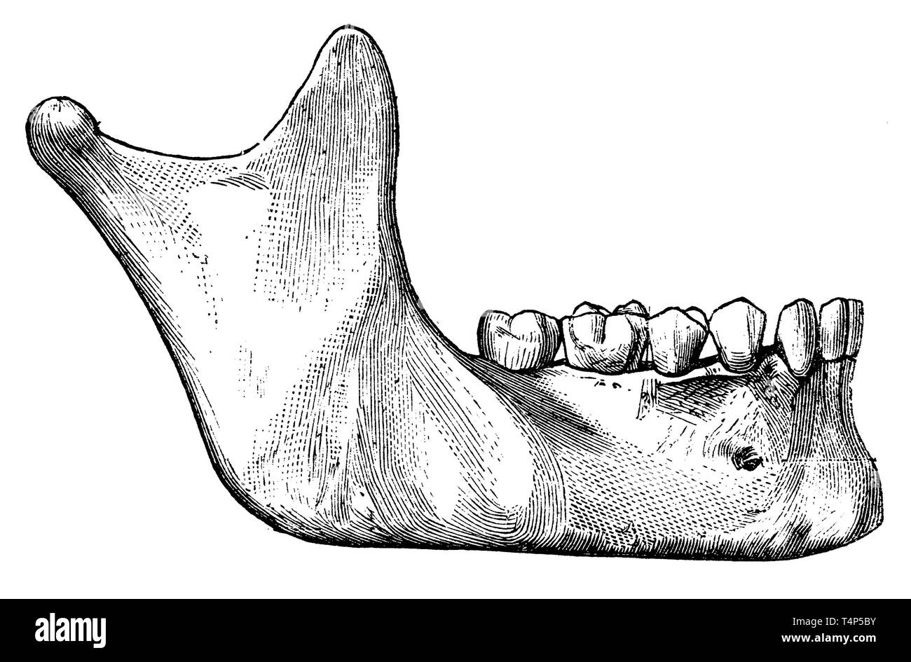 Gebiss anatomie zeichnung -Fotos und -Bildmaterial in hoher Auflösung ...