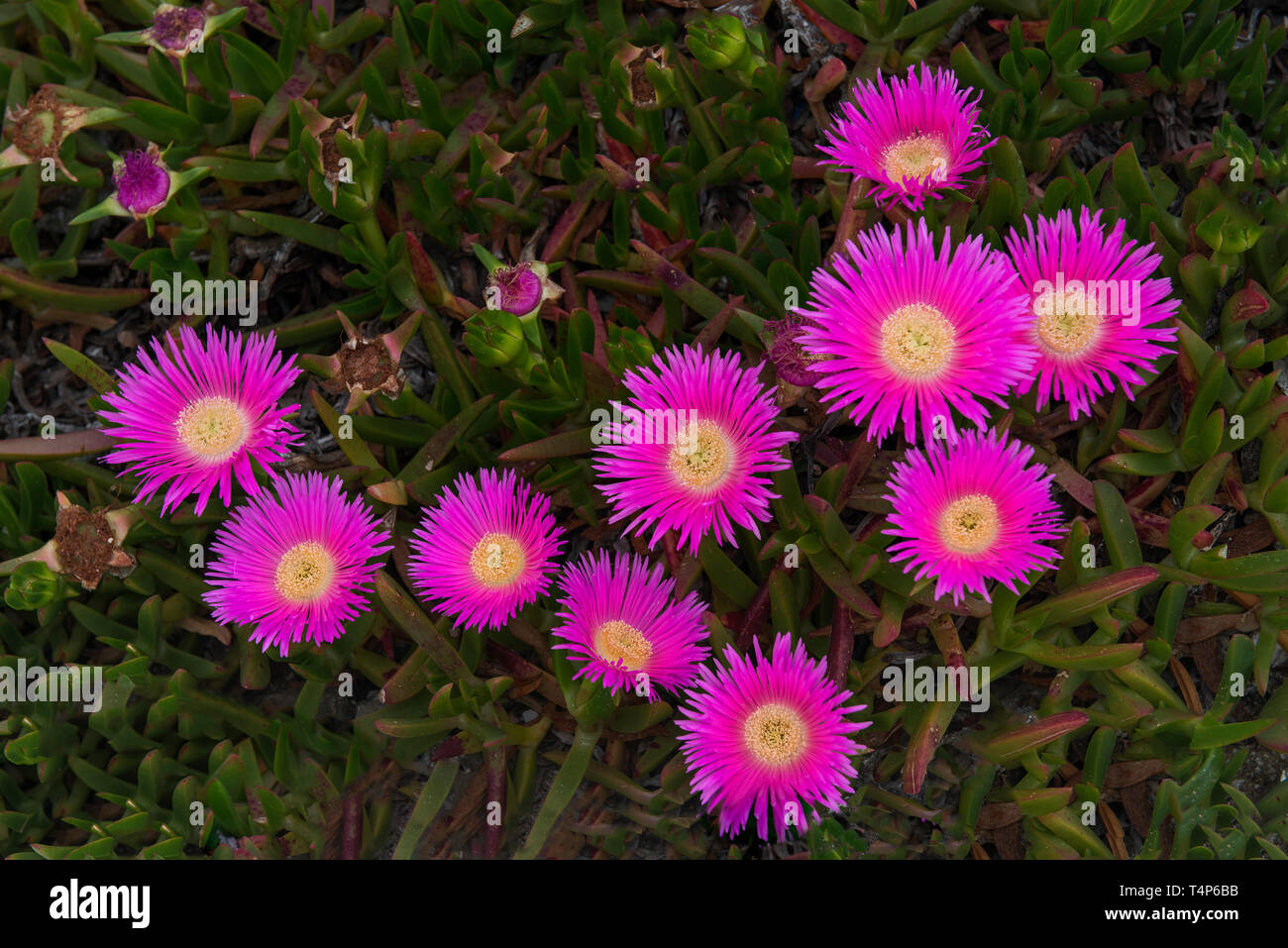 Invasive flora -Fotos und -Bildmaterial in hoher Auflösung – Alamy
