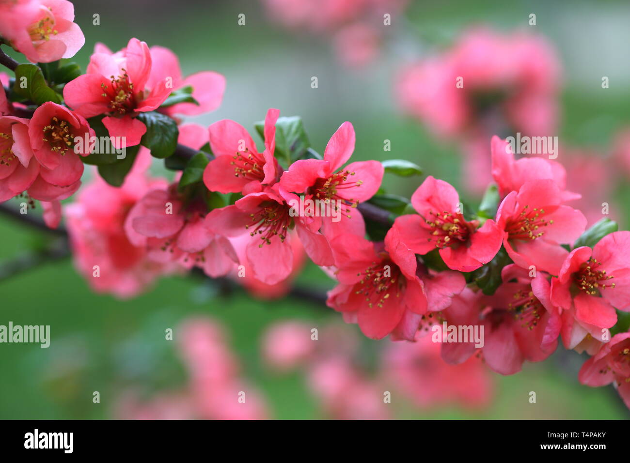 Japanischer Quittenzweig Stockfotos und -bilder Kaufen - Alamy
