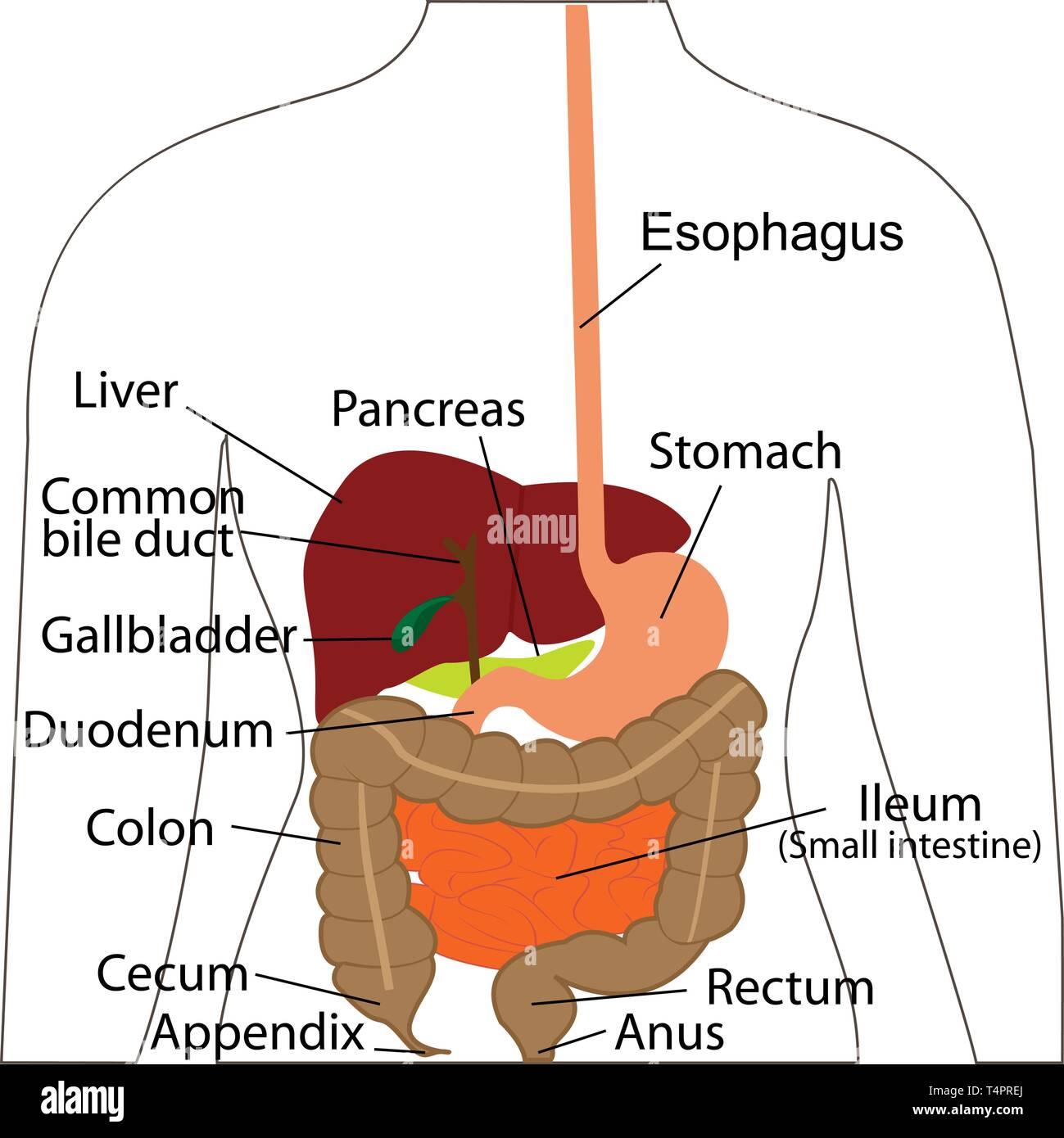 Diagramm Der Menschlichen Anatomie Des Verdauungssystems Alles über