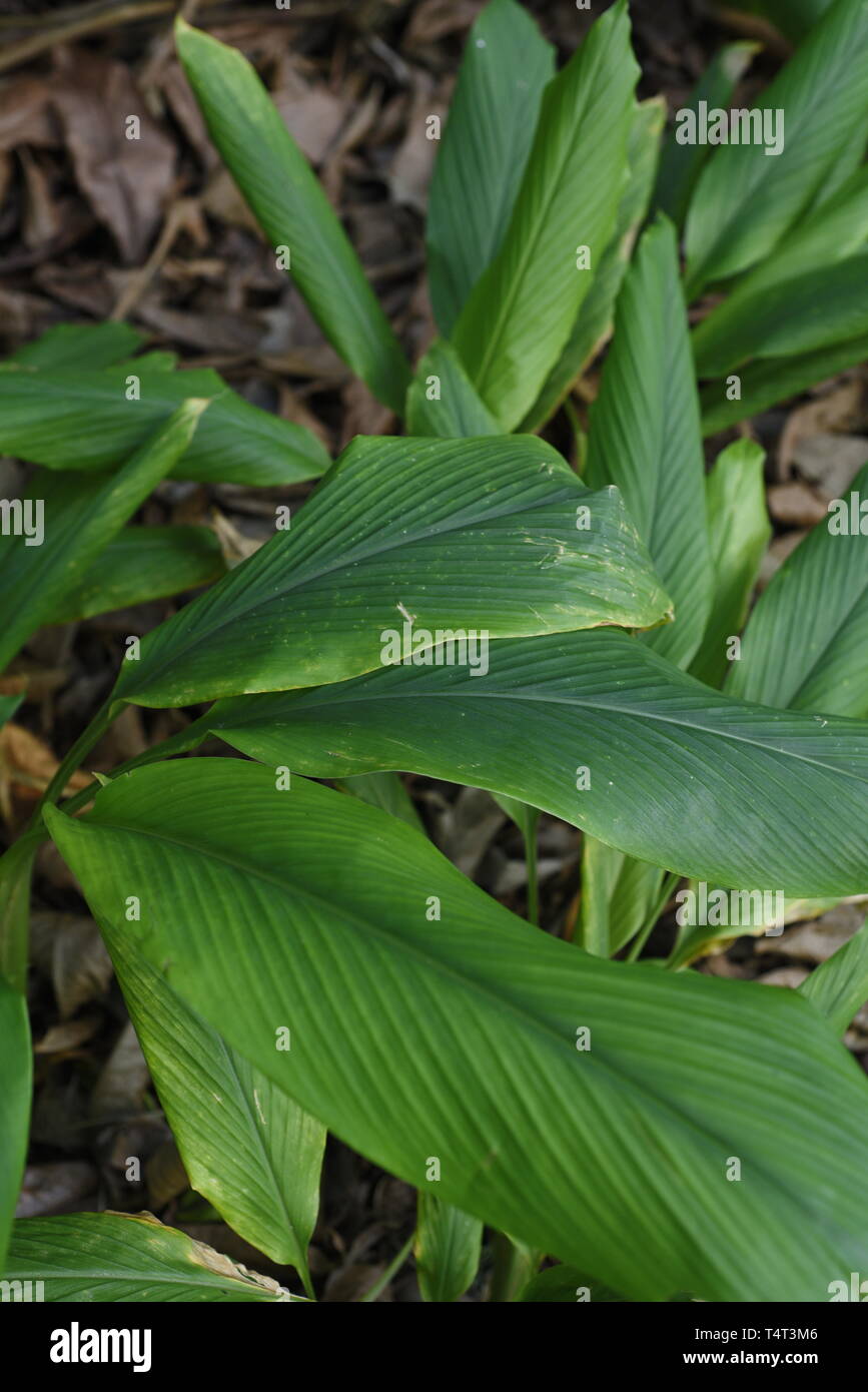 Curcuma longa blatt -Fotos und -Bildmaterial in hoher Auflösung – Alamy