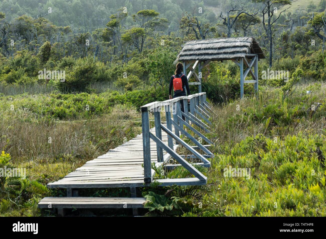 Turberas, Parque Nacional Chiloé, Cucao, Cordillera de la Costa ...