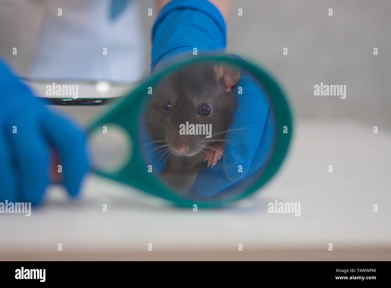 Diagnosekonzept. Ratte Schwarz zwei Symbol des chinesischen neuen ...