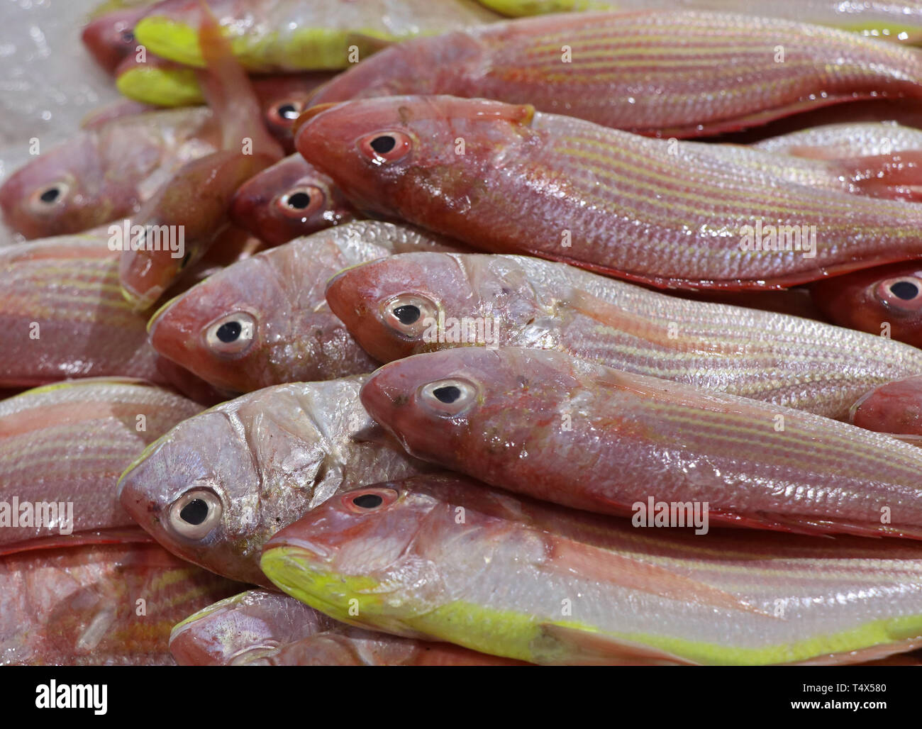 Assorted fish on display -Fotos und -Bildmaterial in hoher Auflösung ...