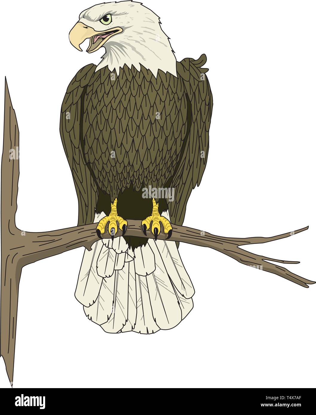 Weißkopfseeadler gehockt Stock-Vektorgrafiken kaufen - Alamy