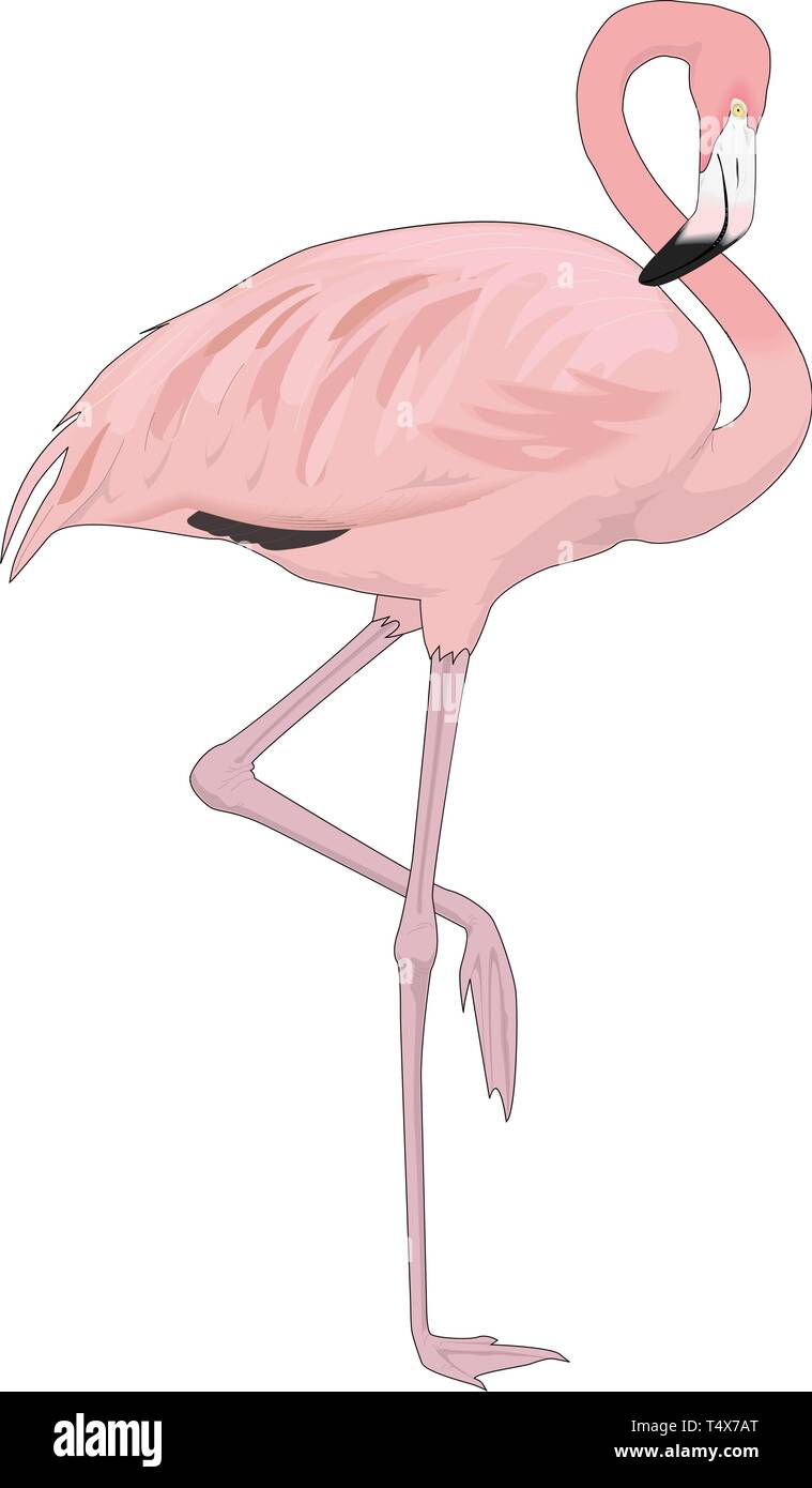 Flamingo abbildung -Fotos und -Bildmaterial in hoher Auflösung – Alamy