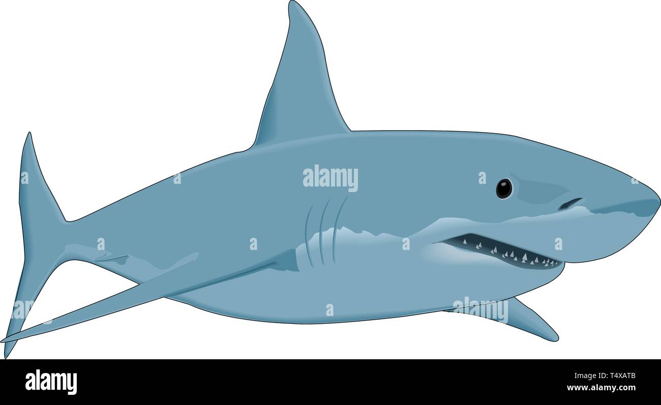 Shark vector -Fotos und -Bildmaterial in hoher Auflösung – Alamy