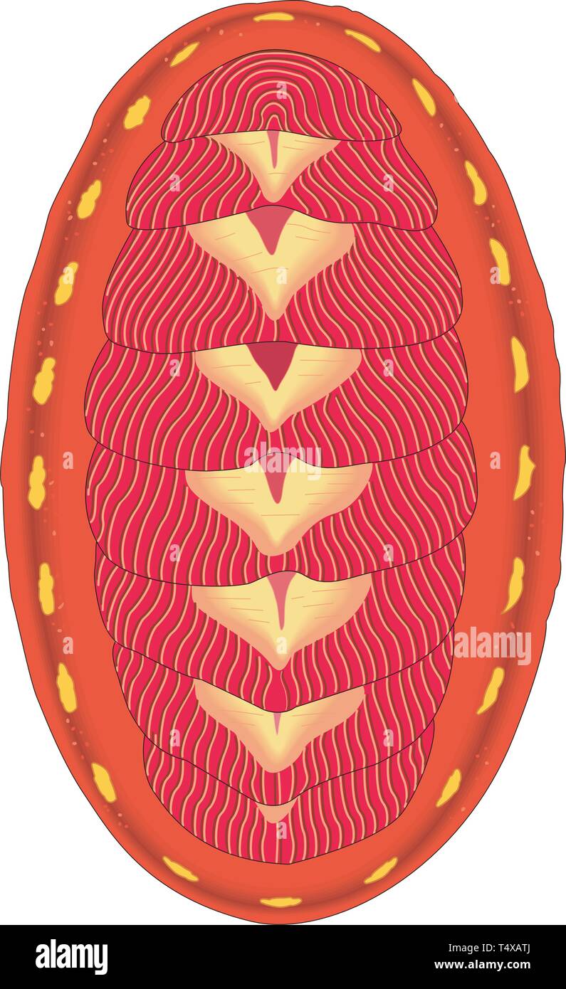 Roter chiton -Fotos und -Bildmaterial in hoher Auflösung – Alamy