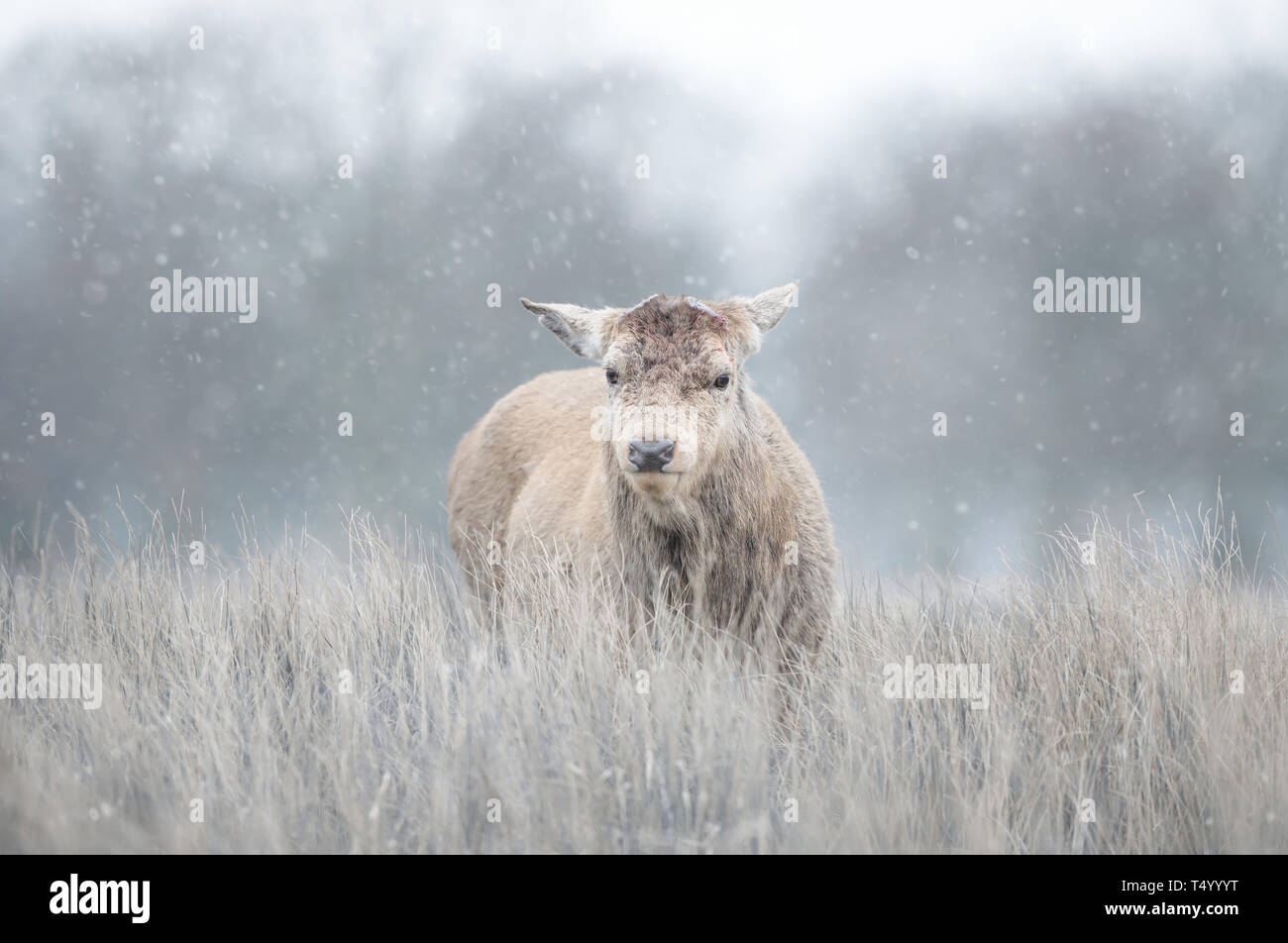 Verlorenes geweih -Fotos und -Bildmaterial in hoher Auflösung – Alamy