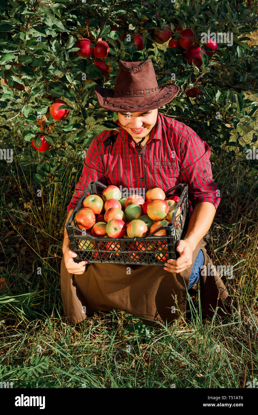 Junge glücklicher Mann im Garten sammeln reife Äpfel. Ein Arbeitnehmer ...