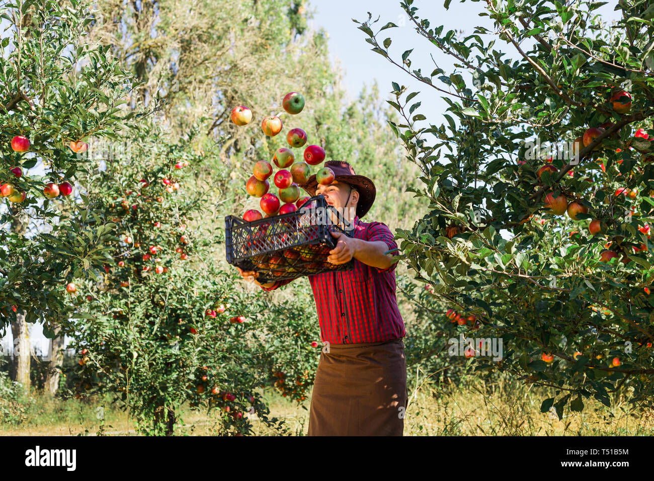 Junge glücklicher Mann im Garten sammeln reife Äpfel. Fallenden Äpfel ...