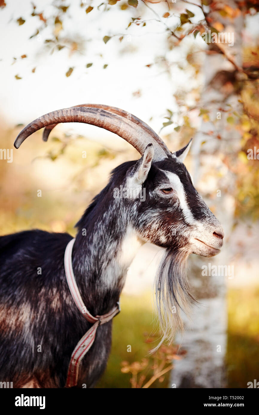 Die Ziege Spaziergänge unter einer Birke. Die Ziege ist Grasten. Vieh ...