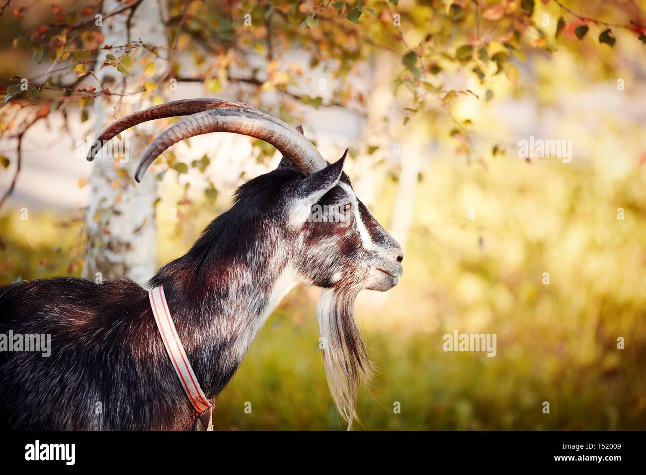 Die Ziege Spaziergänge unter einer Birke. Die Ziege ist Grasten. Vieh ...