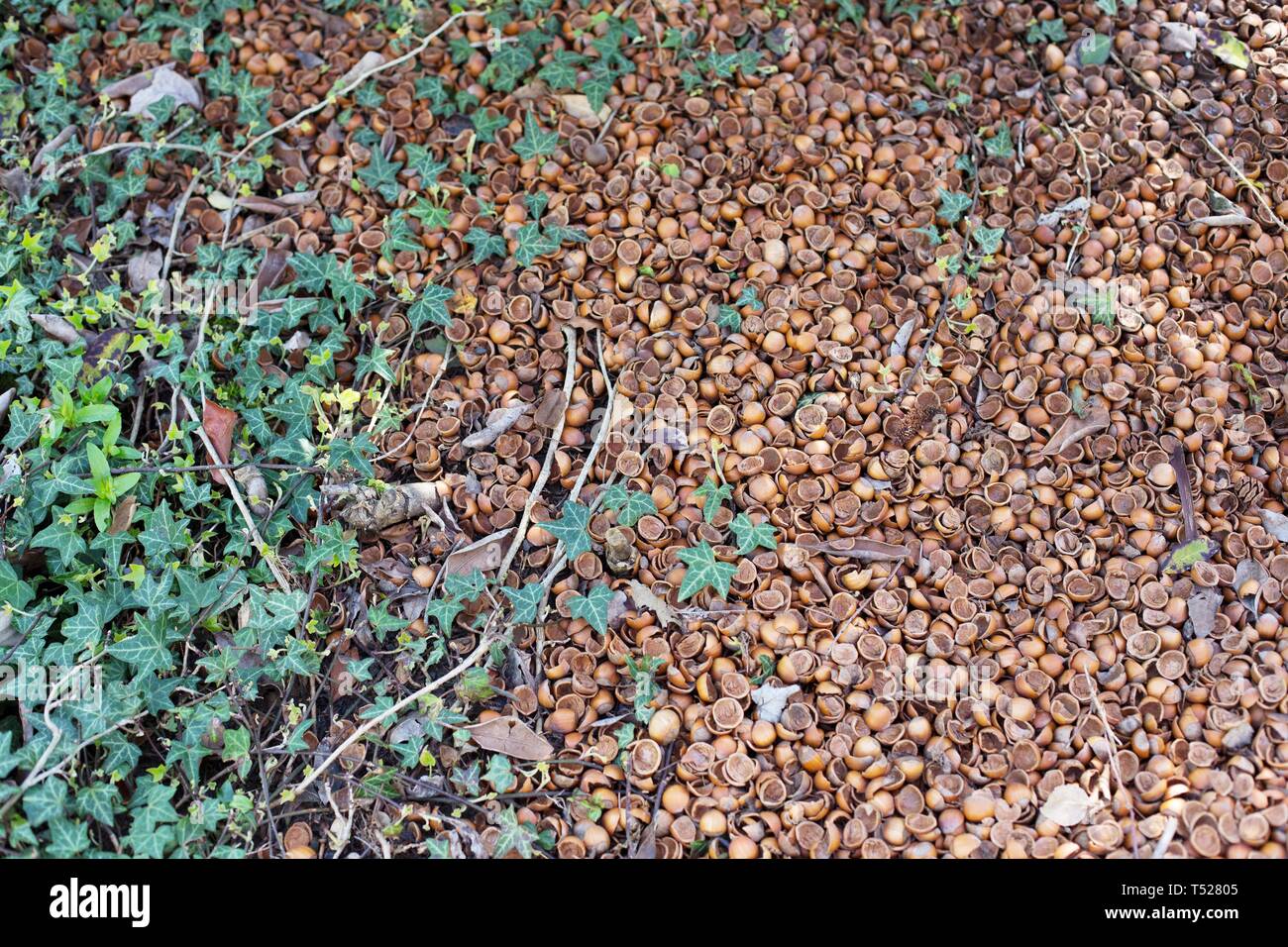Shell mulch -Fotos und -Bildmaterial in hoher Auflösung – Alamy