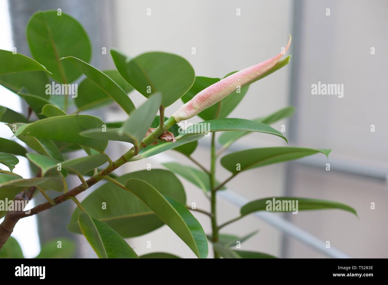 Ficus Elastica Pflanze Stockfotos und -bilder Kaufen - Alamy