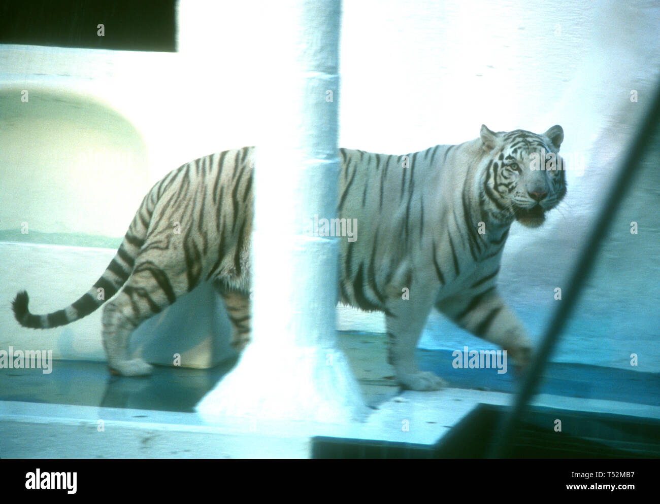 Siegfried and roy tiger -Fotos und -Bildmaterial in hoher Auflösung – Alamy