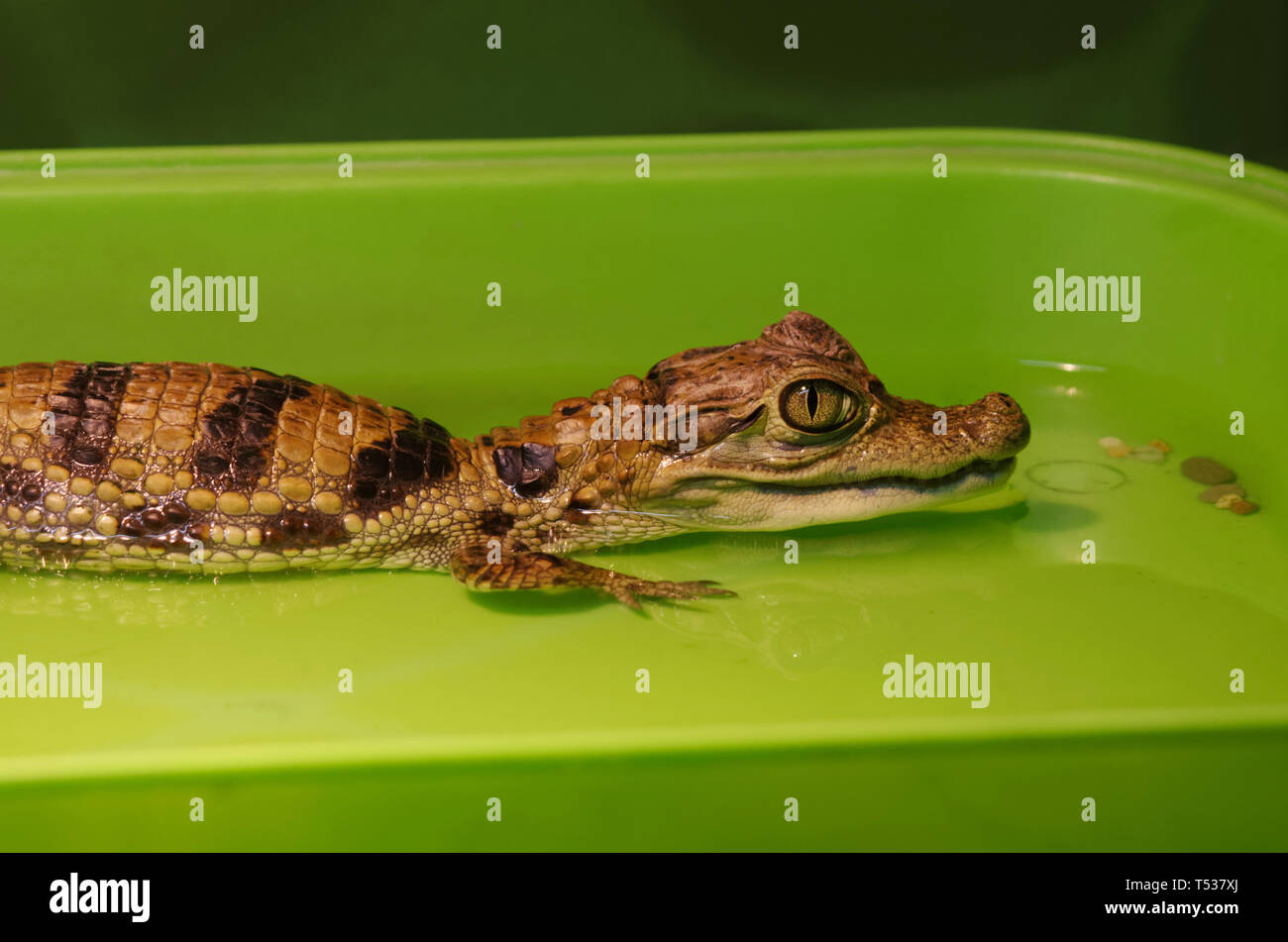 Kleines Krokodil Stockfotos und -bilder Kaufen - Alamy