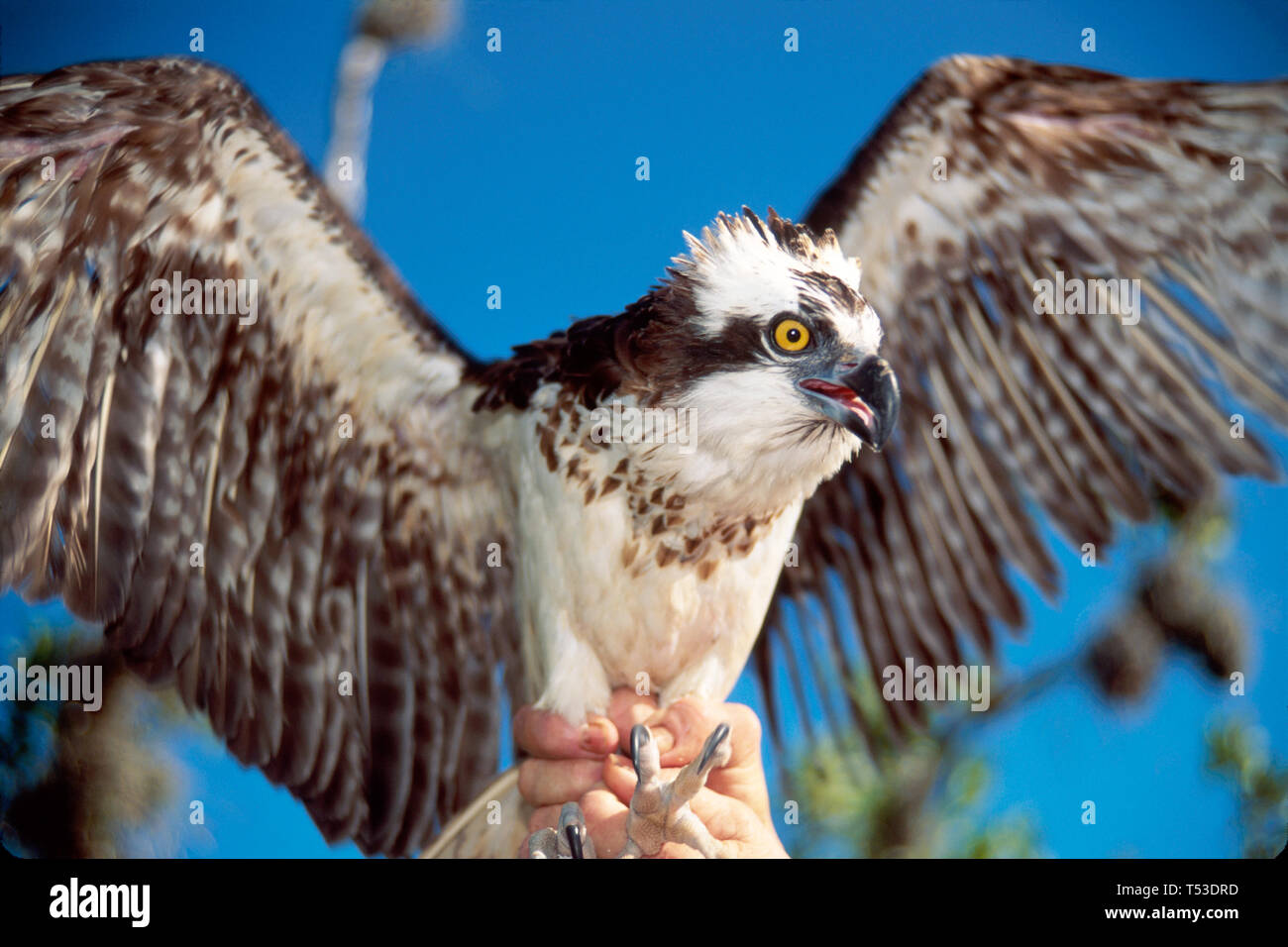 Verletzter vogel im flug -Fotos und -Bildmaterial in hoher Auflösung ...
