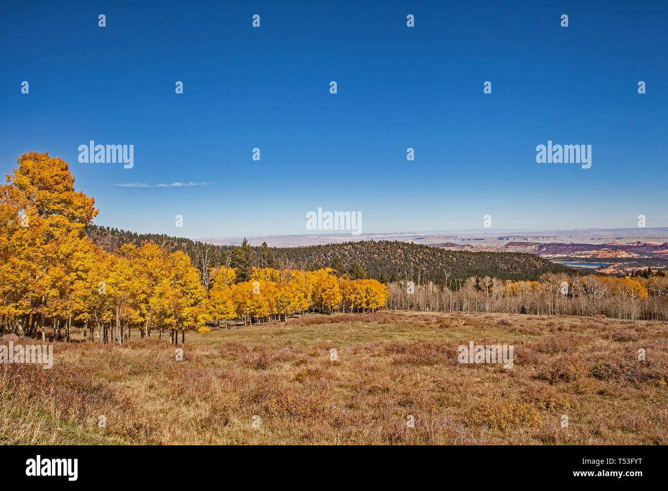 Quacking aspen tree -Fotos und -Bildmaterial in hoher Auflösung – Alamy