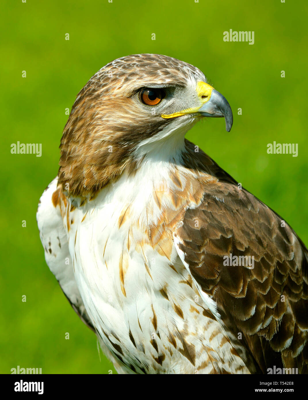 Rotschwanz bussard -Fotos und -Bildmaterial in hoher Auflösung – Alamy