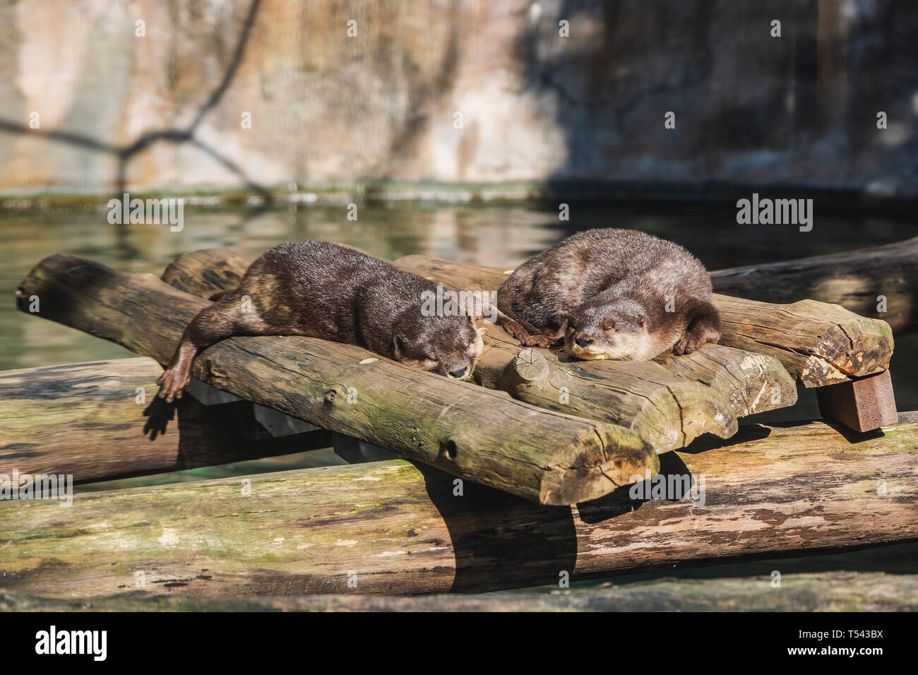 Schlafend Wie Ein Baby Stockfotos und -bilder Kaufen - Alamy