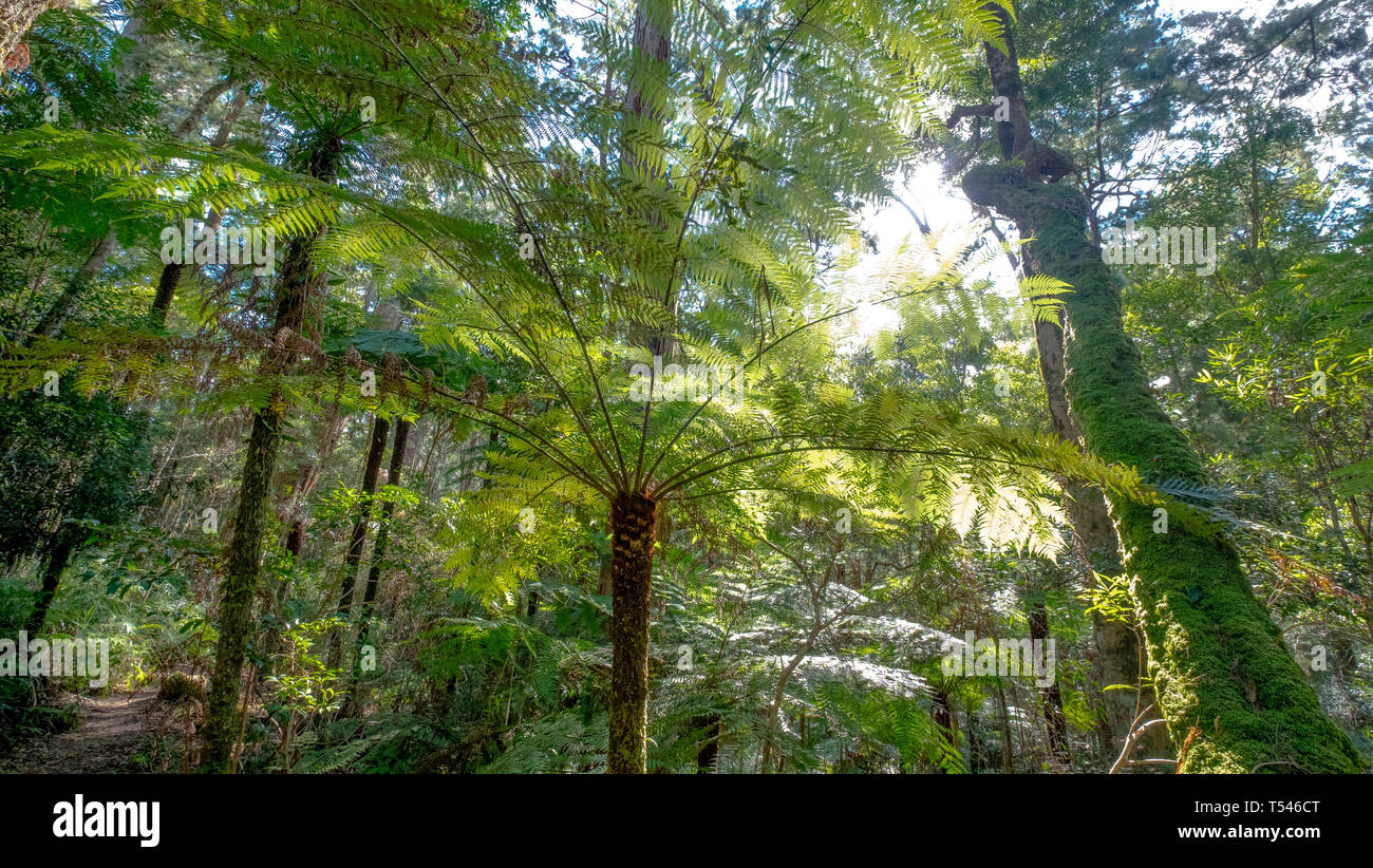 Gondwana rainforest -Fotos und -Bildmaterial in hoher Auflösung – Alamy