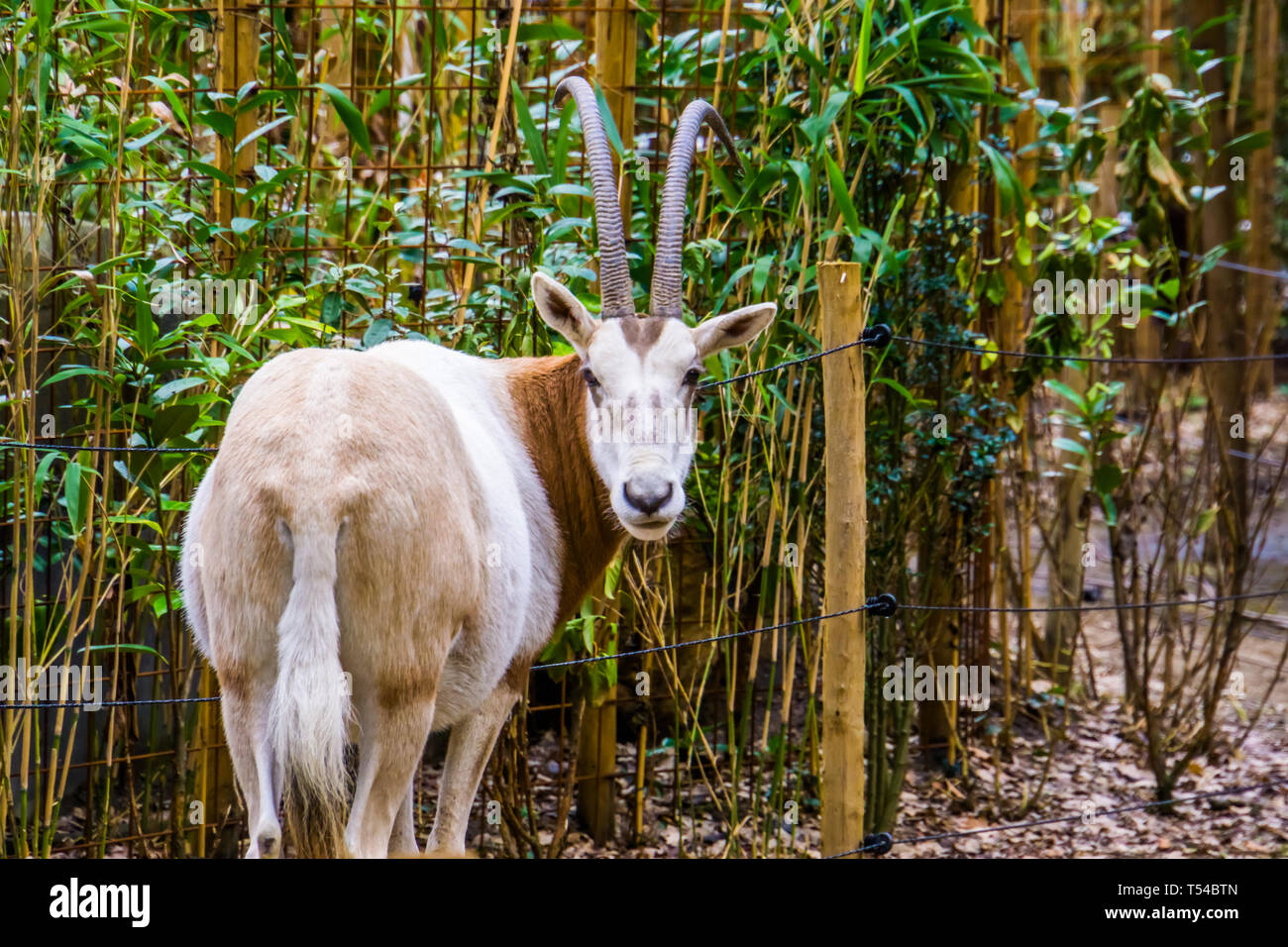 Seltene tierarten -Fotos und -Bildmaterial in hoher Auflösung – Alamy