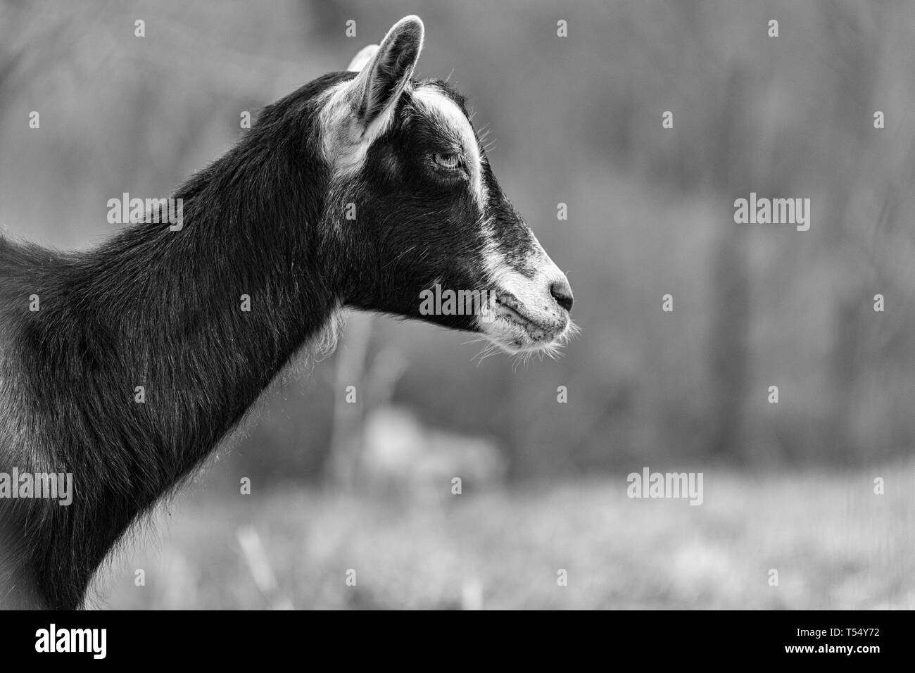 Goat profile Schwarzweiß-Stockfotos und -bilder - Alamy