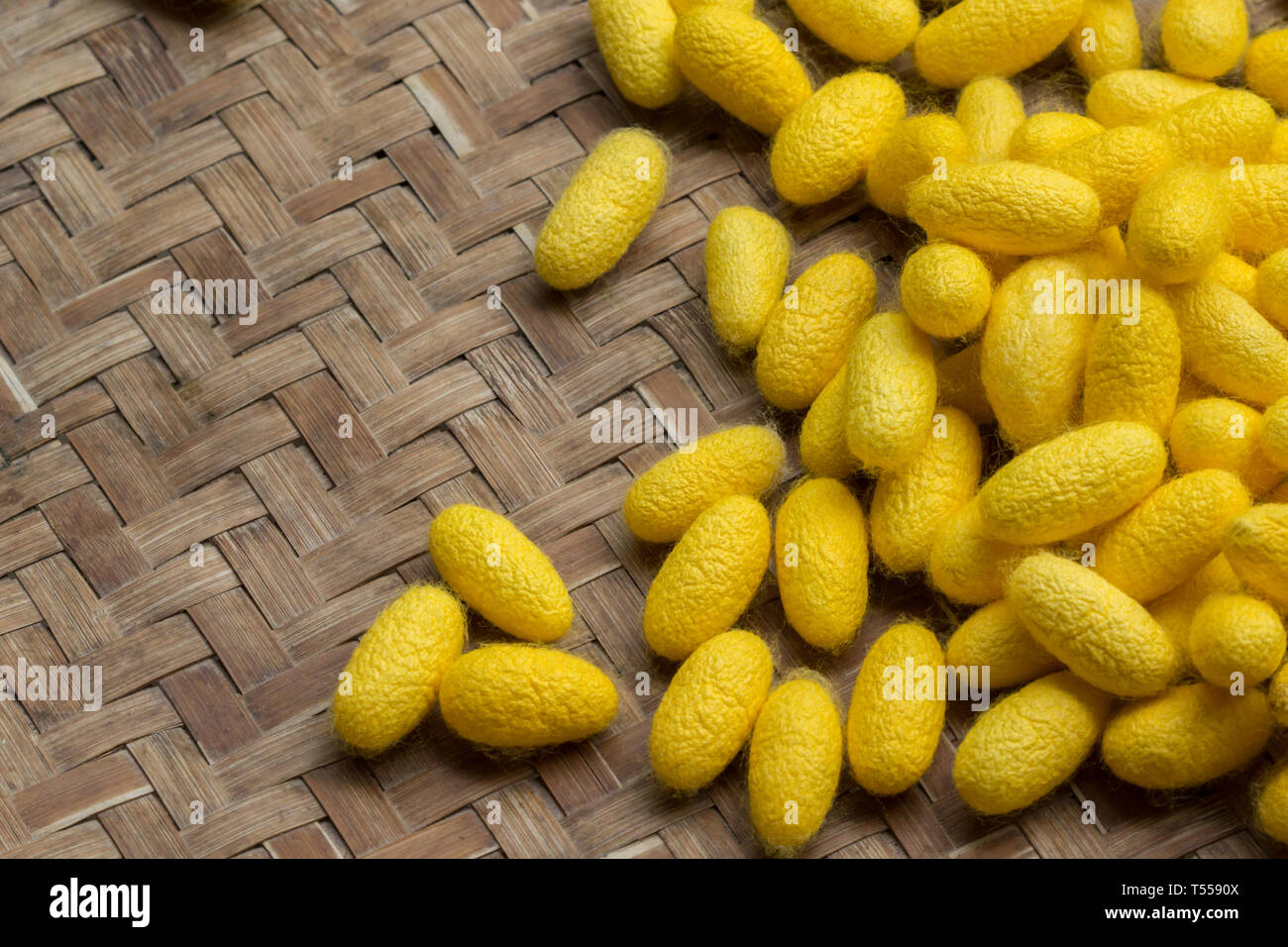 Goldener kokon -Fotos und -Bildmaterial in hoher Auflösung – Alamy