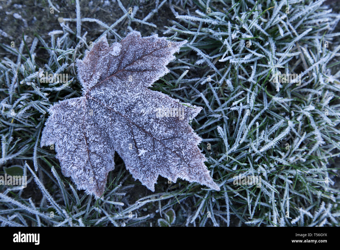 Icy leaf -Fotos und -Bildmaterial in hoher Auflösung – Alamy