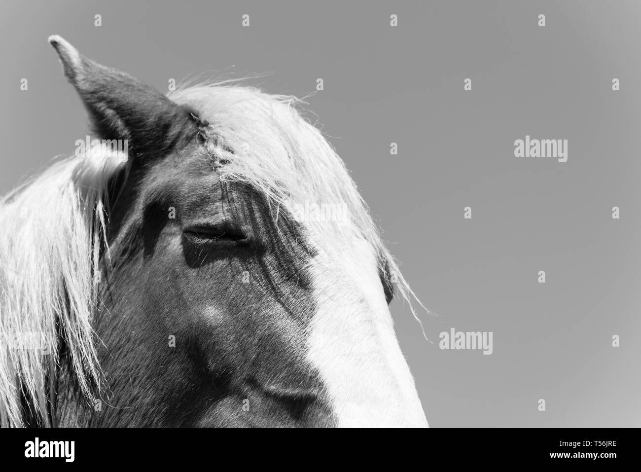 Schwarze und weiße Ton close-up Eye of Holland Draft Horse draft horse ...