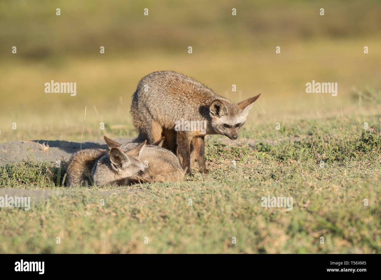 Tanzania fledermaus fuchs -Fotos und -Bildmaterial in hoher Auflösung ...