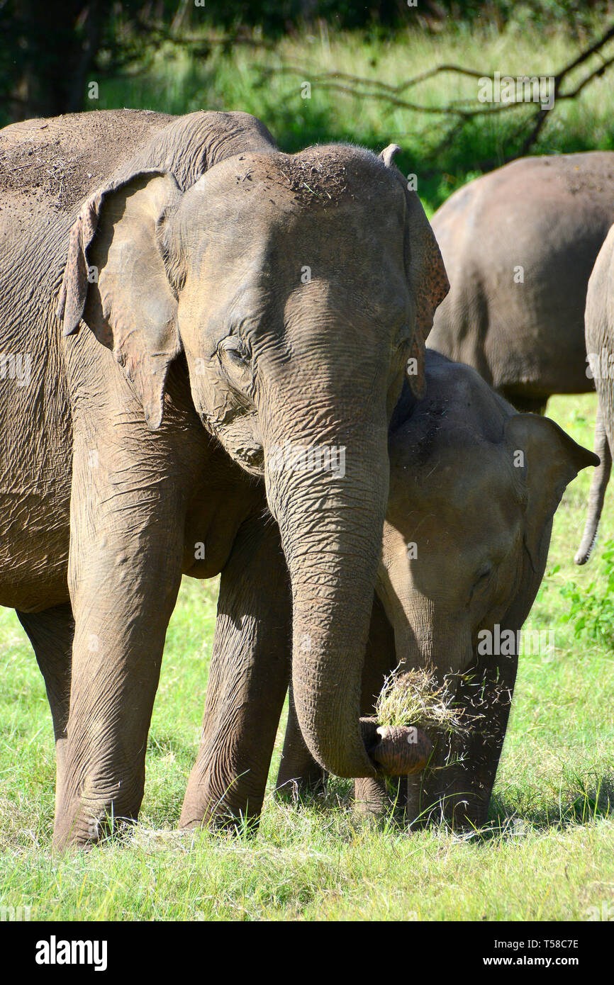 Sri-lankischer Elefant, Elephas maximus maximus, Minneriya-Nationalpark ...