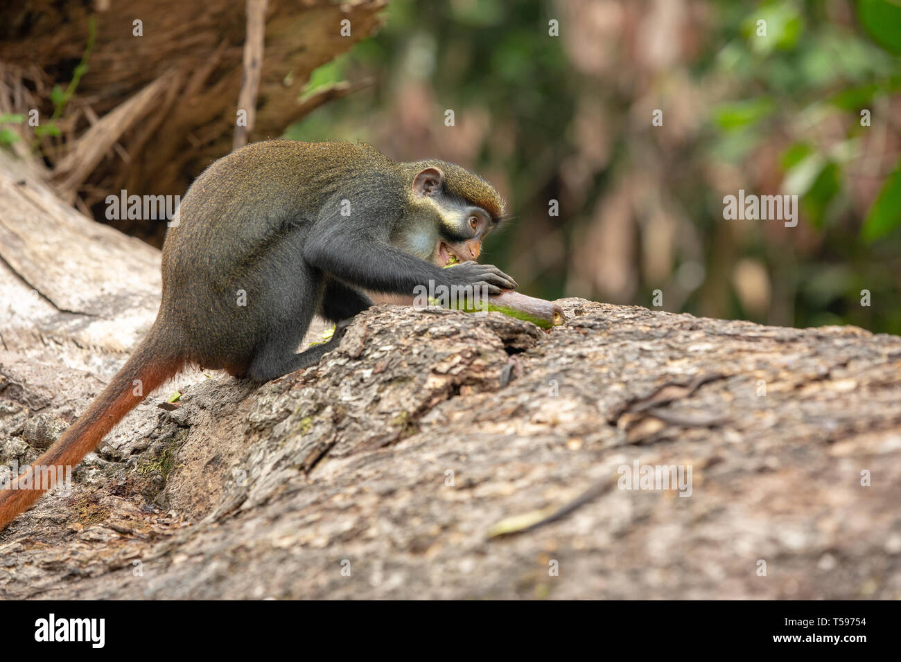 Rotohriger guenon -Fotos und -Bildmaterial in hoher Auflösung – Alamy