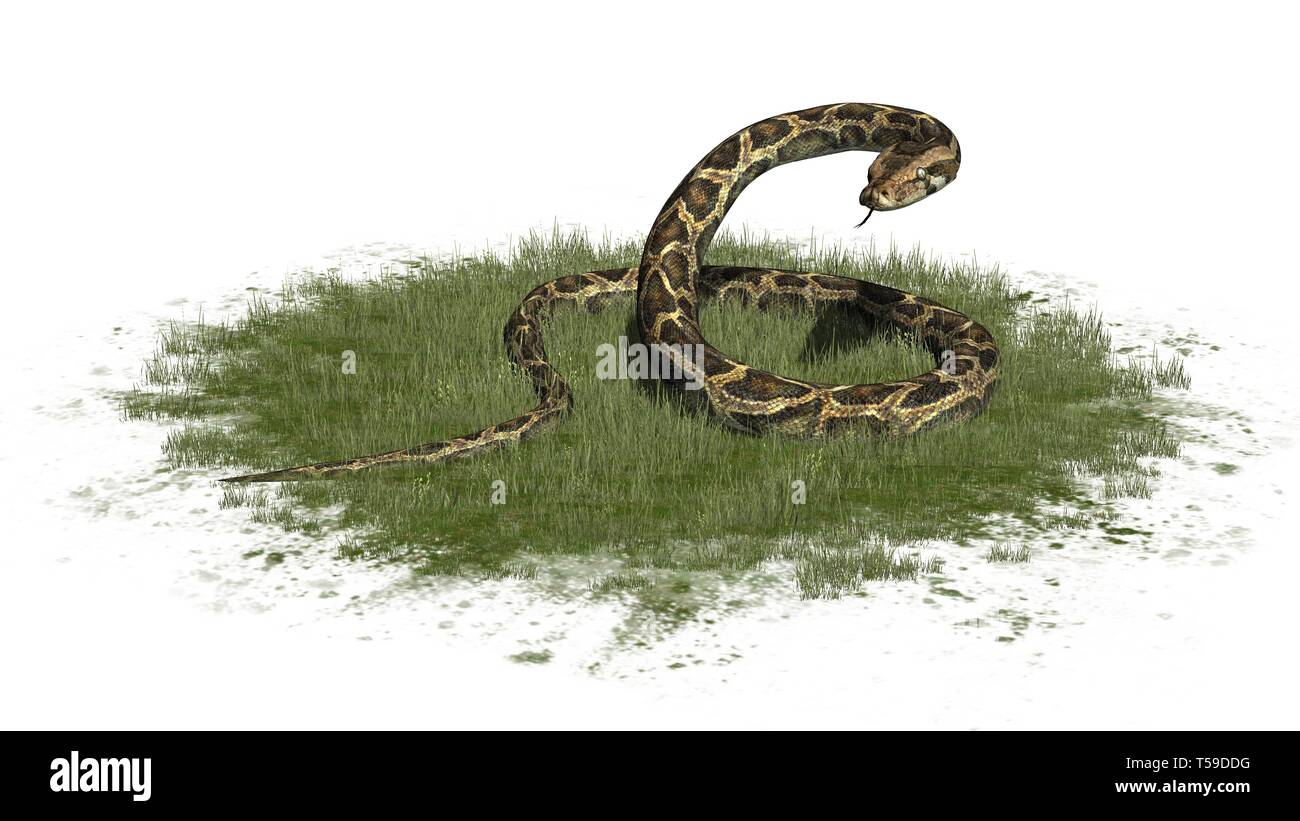Python auf gras -Fotos und -Bildmaterial in hoher Auflösung – Alamy