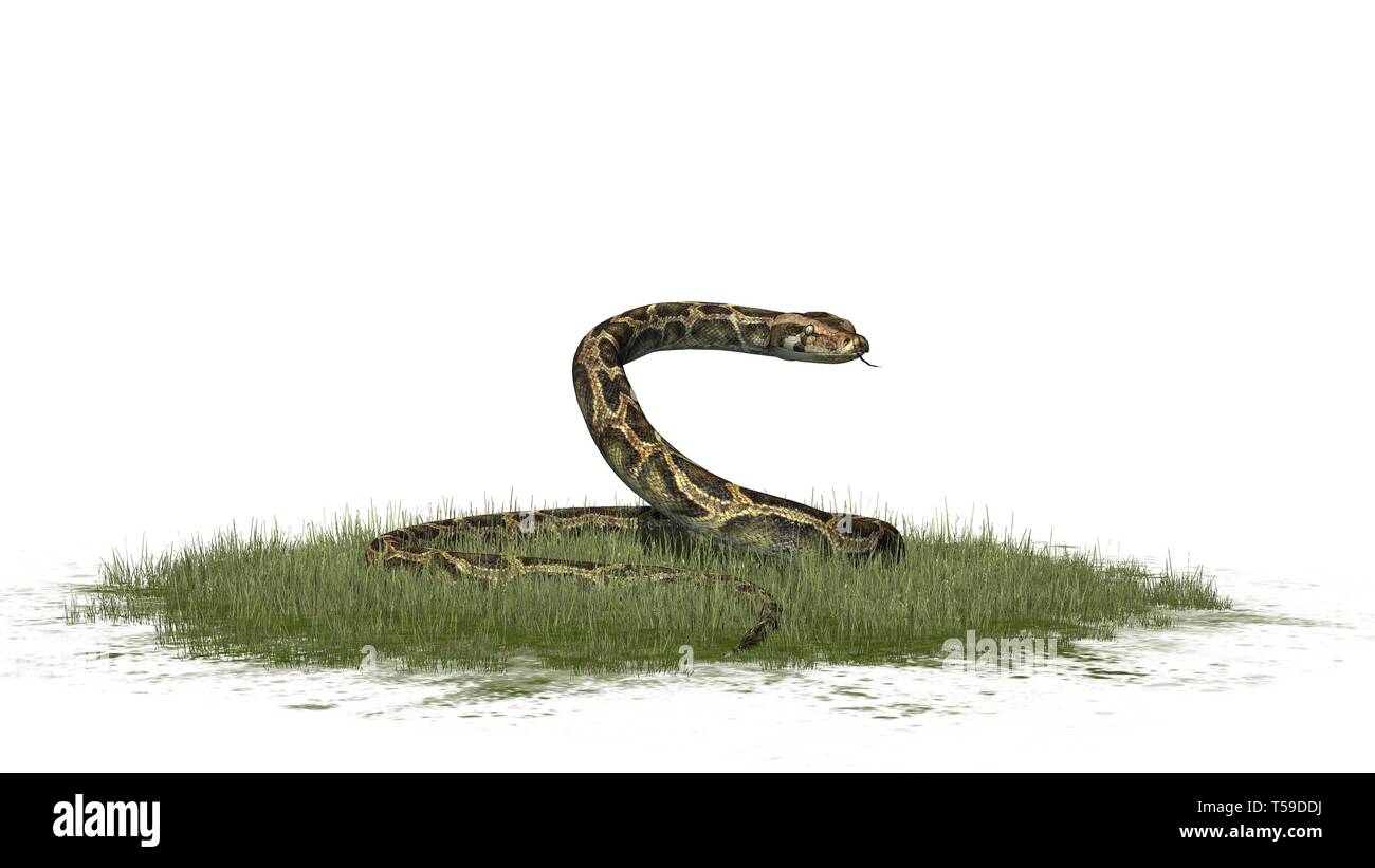 Python auf gras -Fotos und -Bildmaterial in hoher Auflösung – Alamy