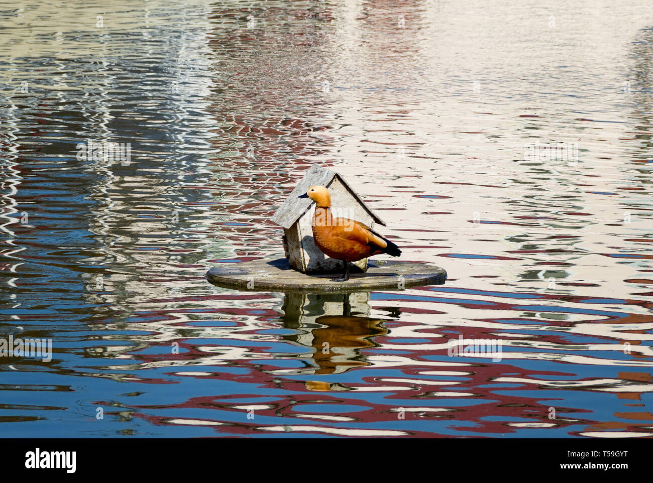 Holz ente foto Stockfotos und -bilder Kaufen - Alamy