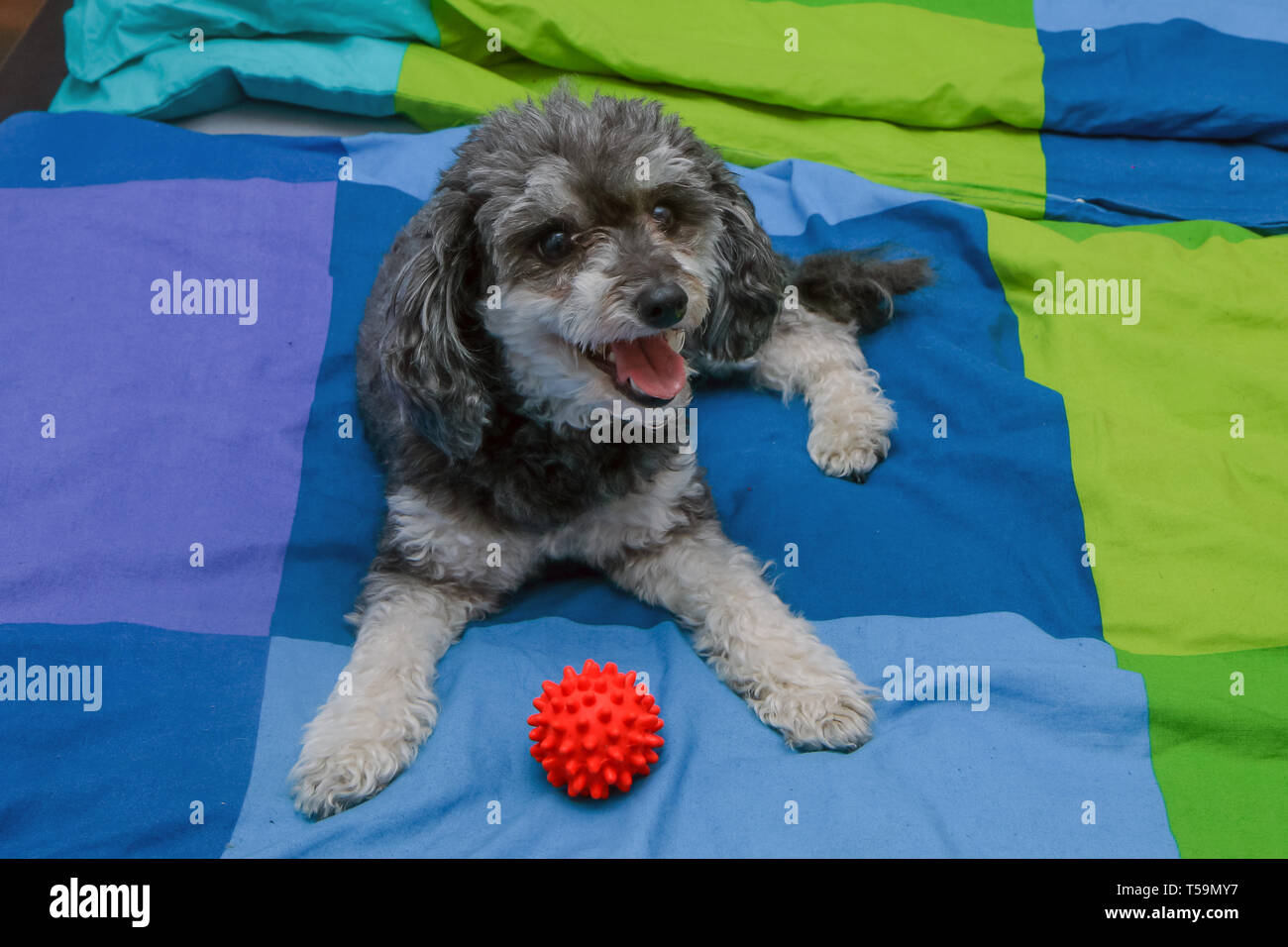Pudel auf dem bett -Fotos und -Bildmaterial in hoher Auflösung – Alamy