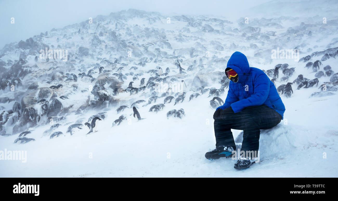 Pinguine, Max Hug Williams (Dreharbeiten) durch eine Adelie Pinguin ...