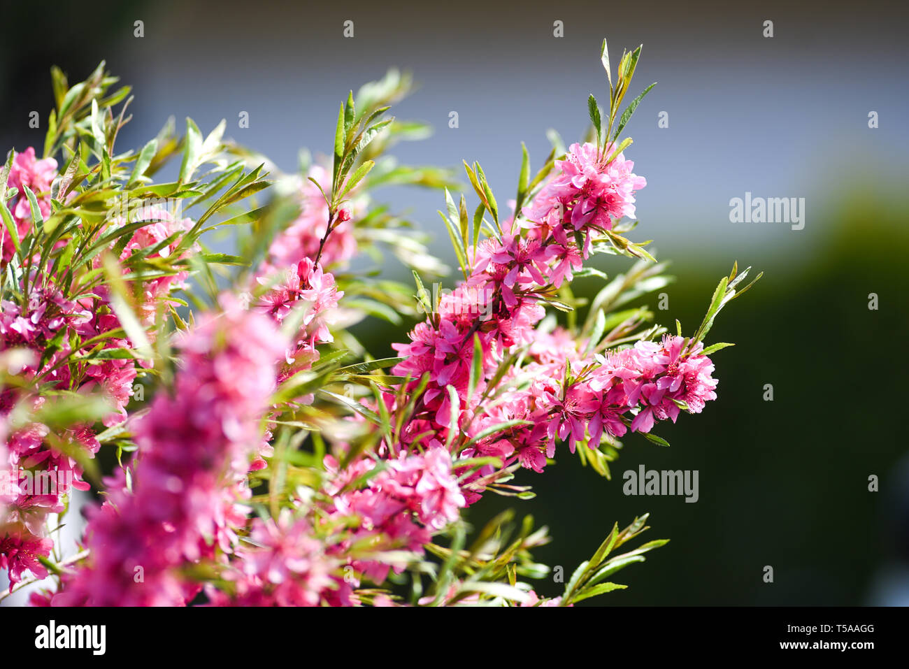 Zwerg mandel -Fotos und -Bildmaterial in hoher Auflösung – Alamy
