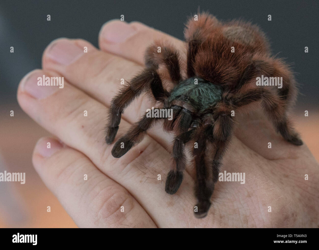 29. März 2019, Hessen, Frankfurt/Main: eine Vogelspinne über die Hand ...