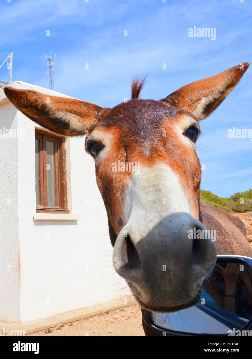 Frechen esel -Fotos und -Bildmaterial in hoher Auflösung – Alamy