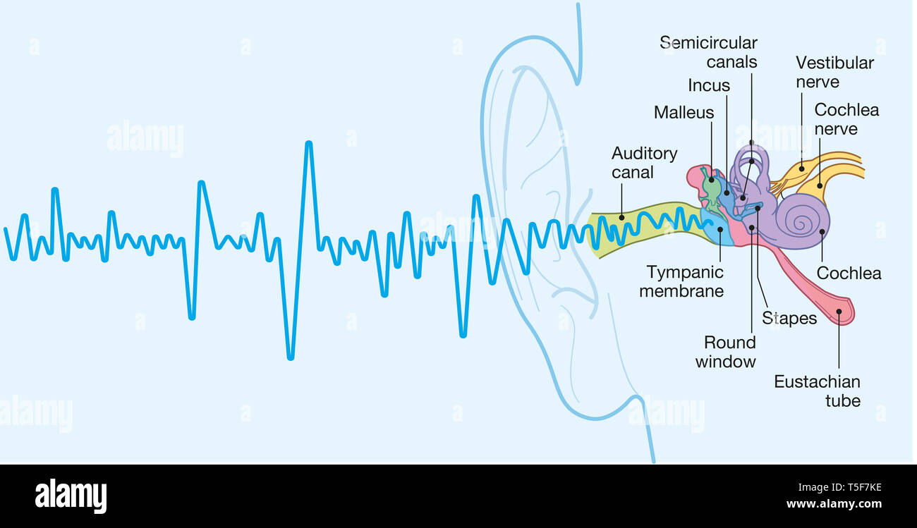 Human ear anatomy -Fotos und -Bildmaterial in hoher Auflösung – Alamy