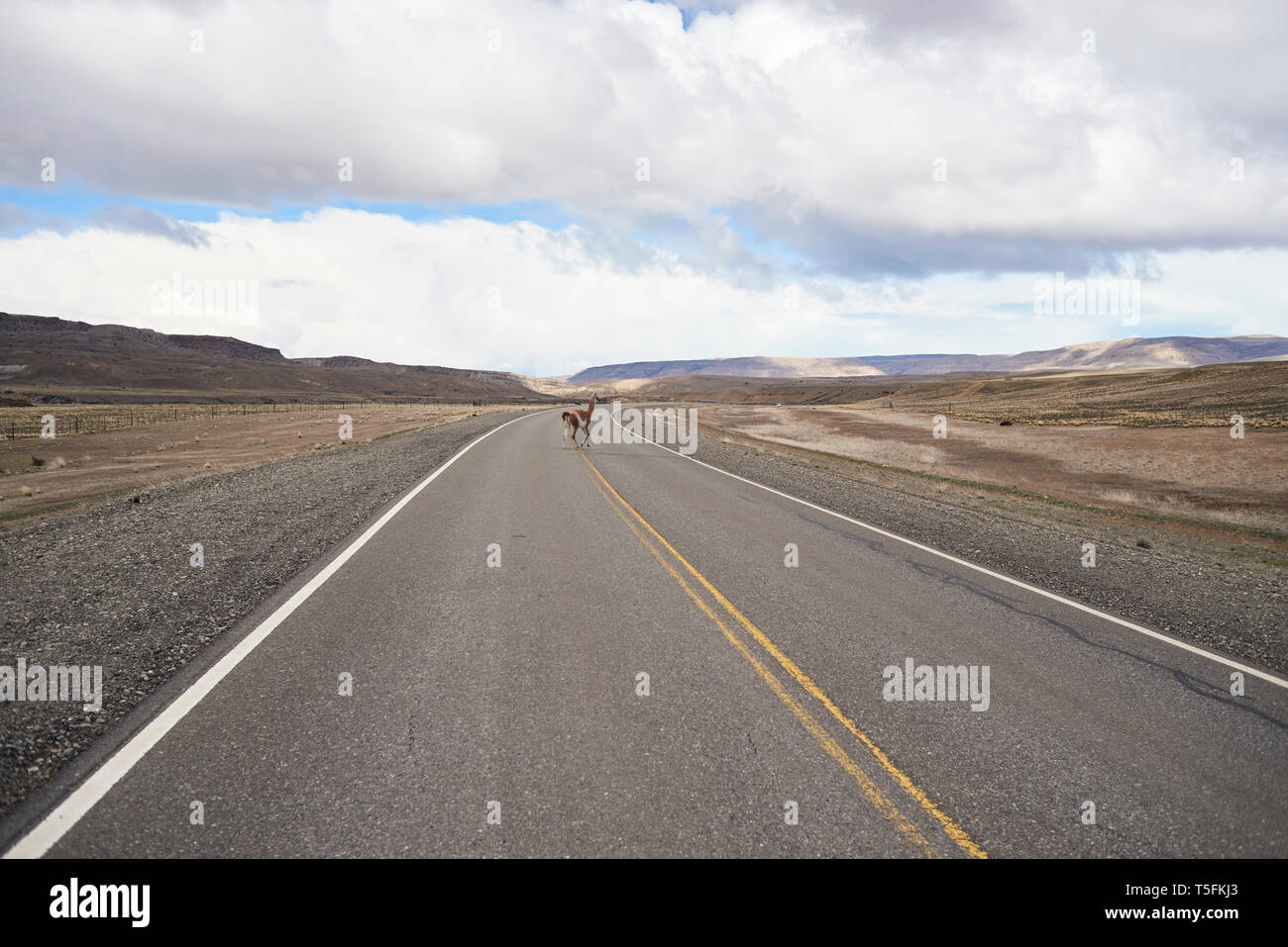 Guanaco kreuzung -Fotos und -Bildmaterial in hoher Auflösung – Alamy