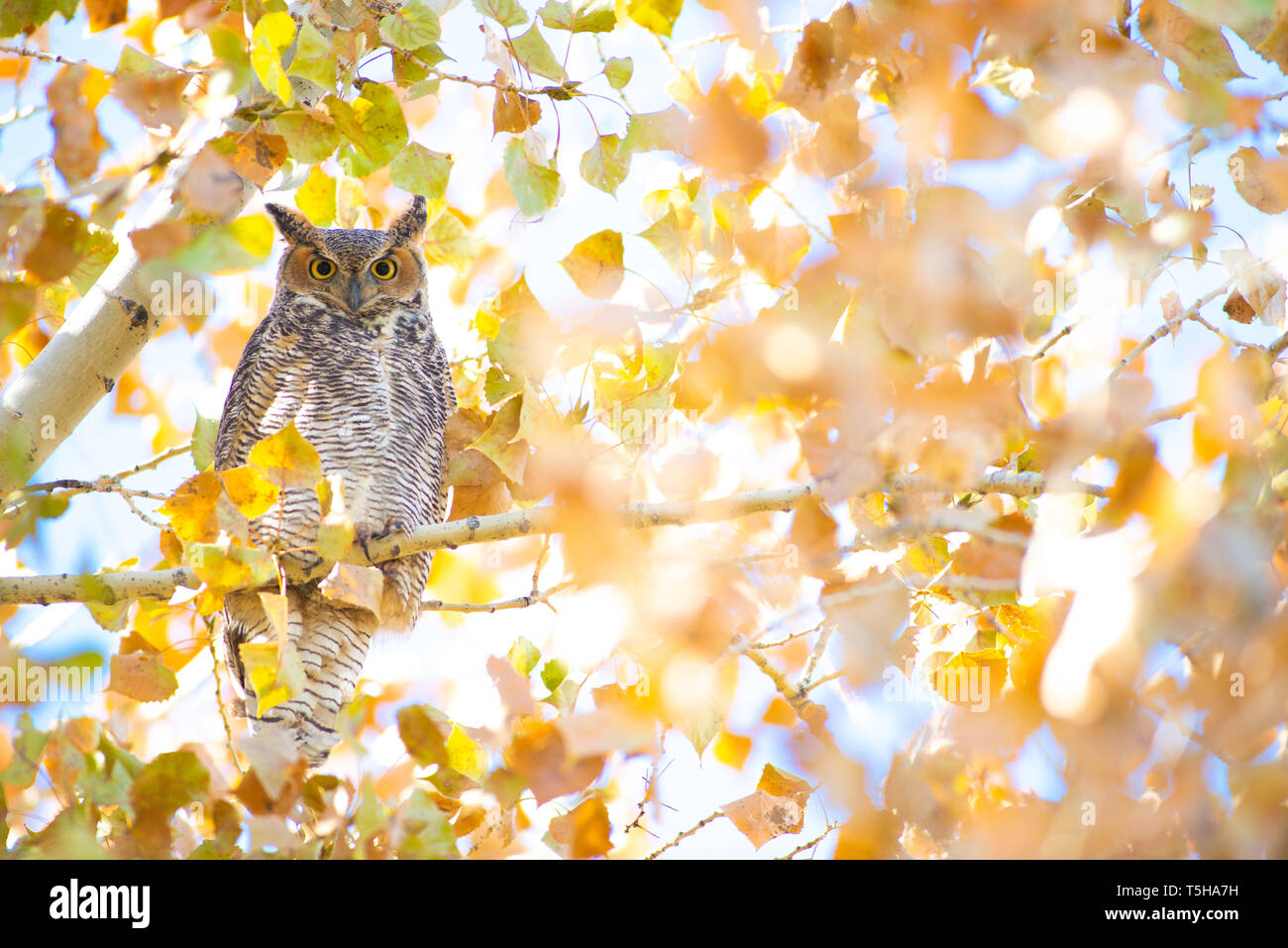Fliegende eulen Stockfotos und -bilder Kaufen - Alamy