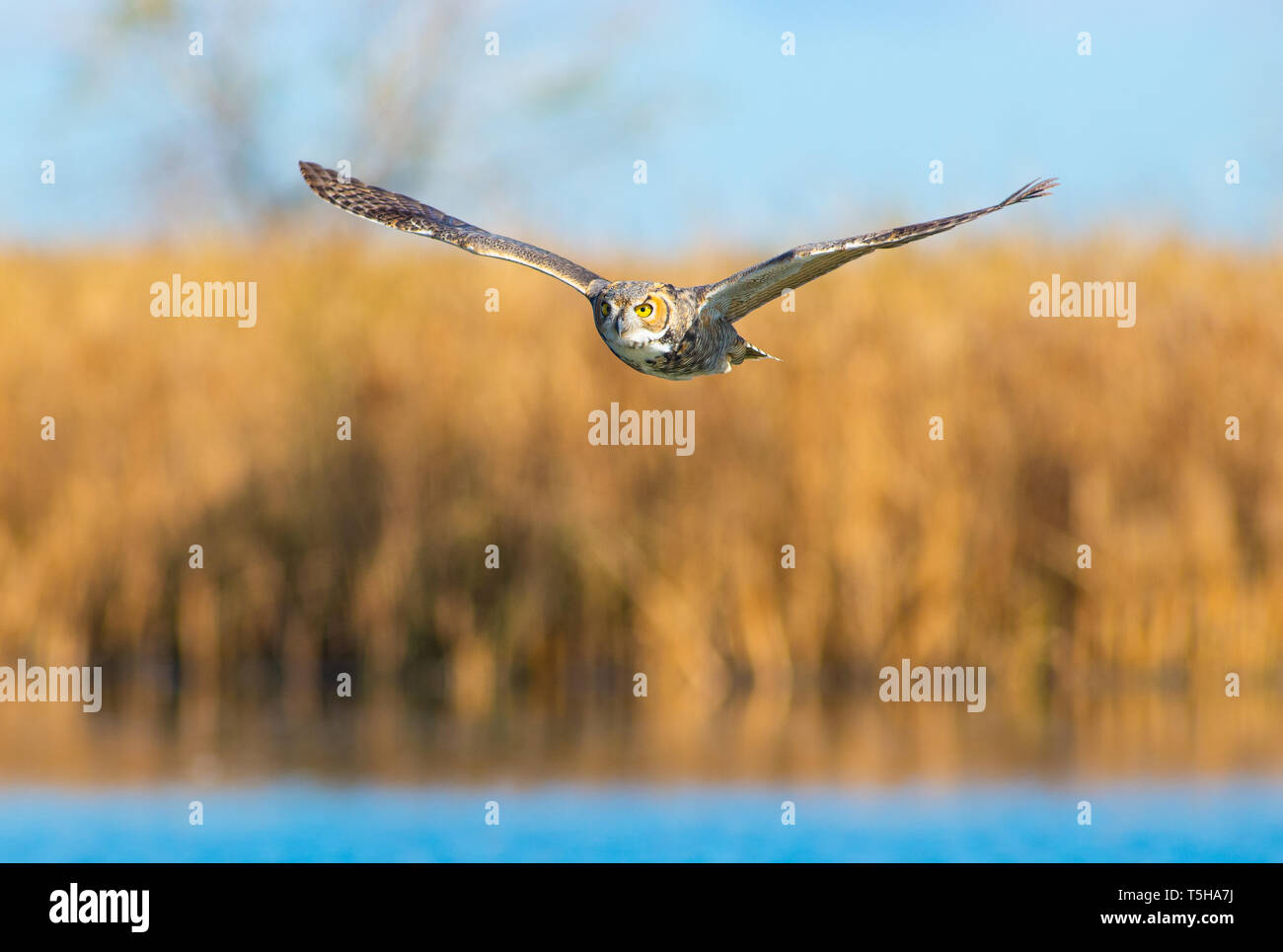 Eulen Eulen Eulen Eulen Eulen Stockfotos und -bilder Kaufen - Alamy