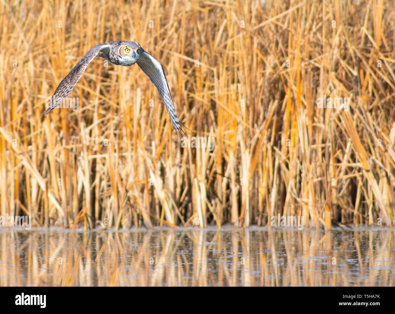 Fliegende eulen Stockfotos und -bilder Kaufen - Alamy