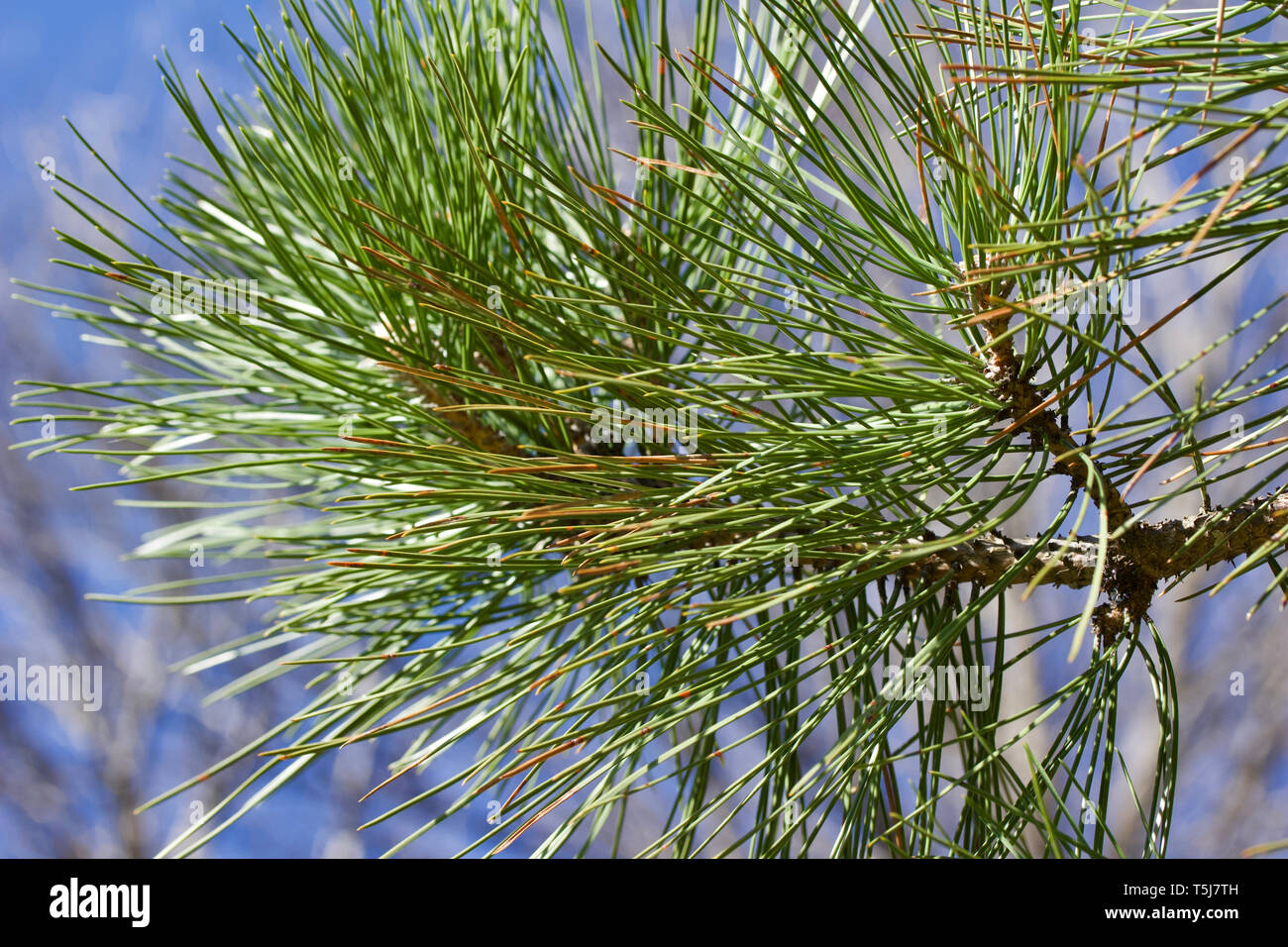 Verwunderlich Baum Mit Langen Nadeln Fotos