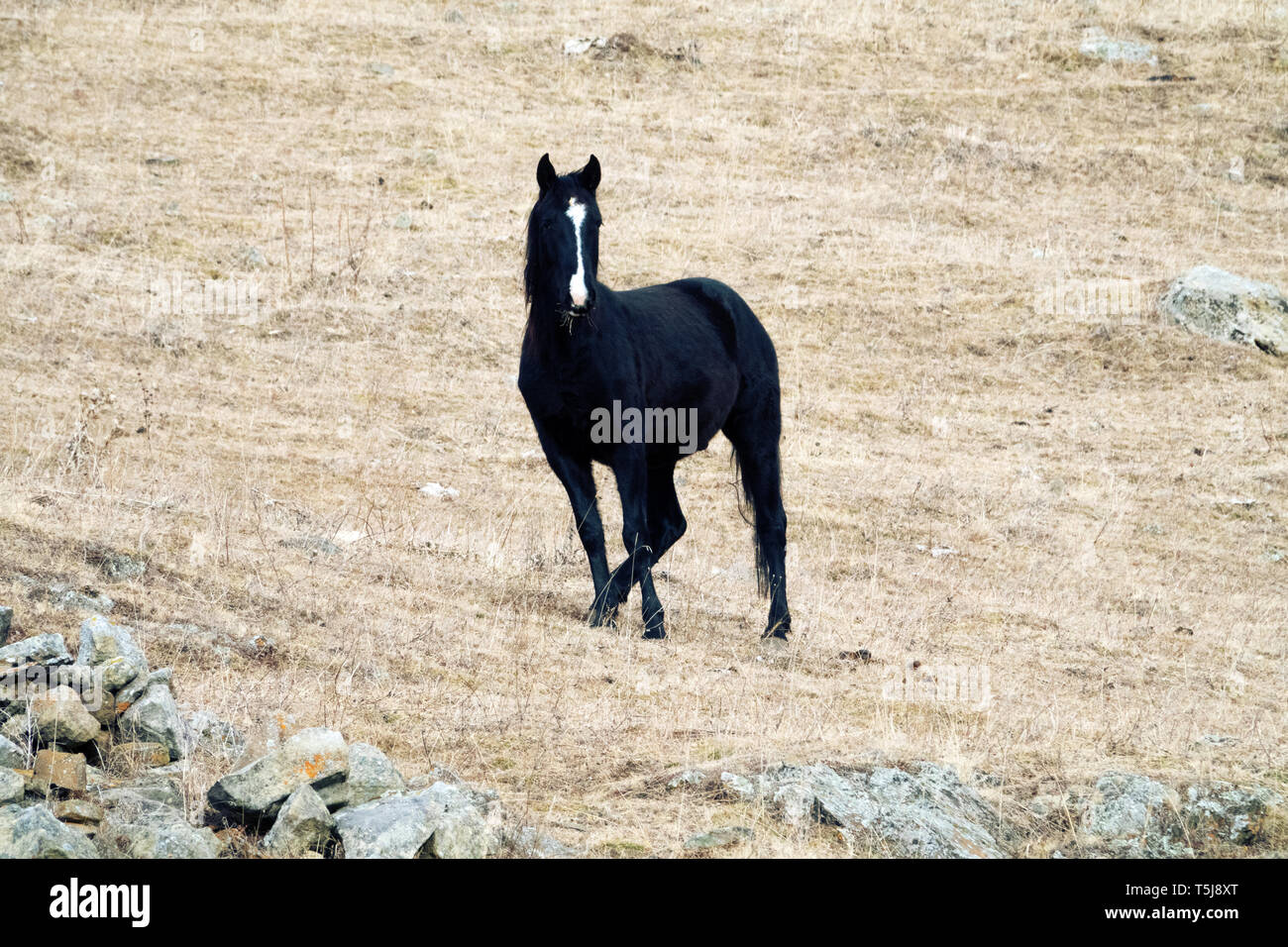 Kabardian horse -Fotos und -Bildmaterial in hoher Auflösung – Alamy