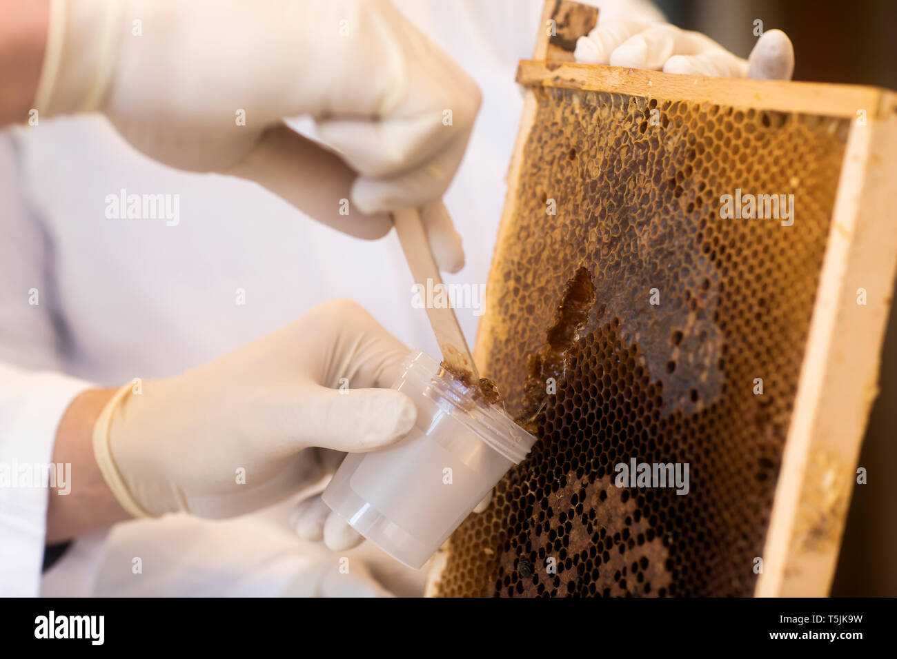 Honig und waben -Fotos und -Bildmaterial in hoher Auflösung – Alamy
